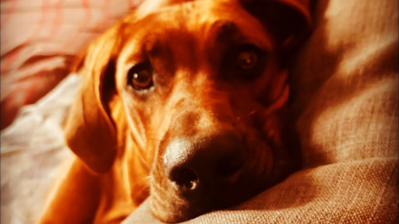 Ruby the red Rhodesian Ridgeback at the meetup - YouTube