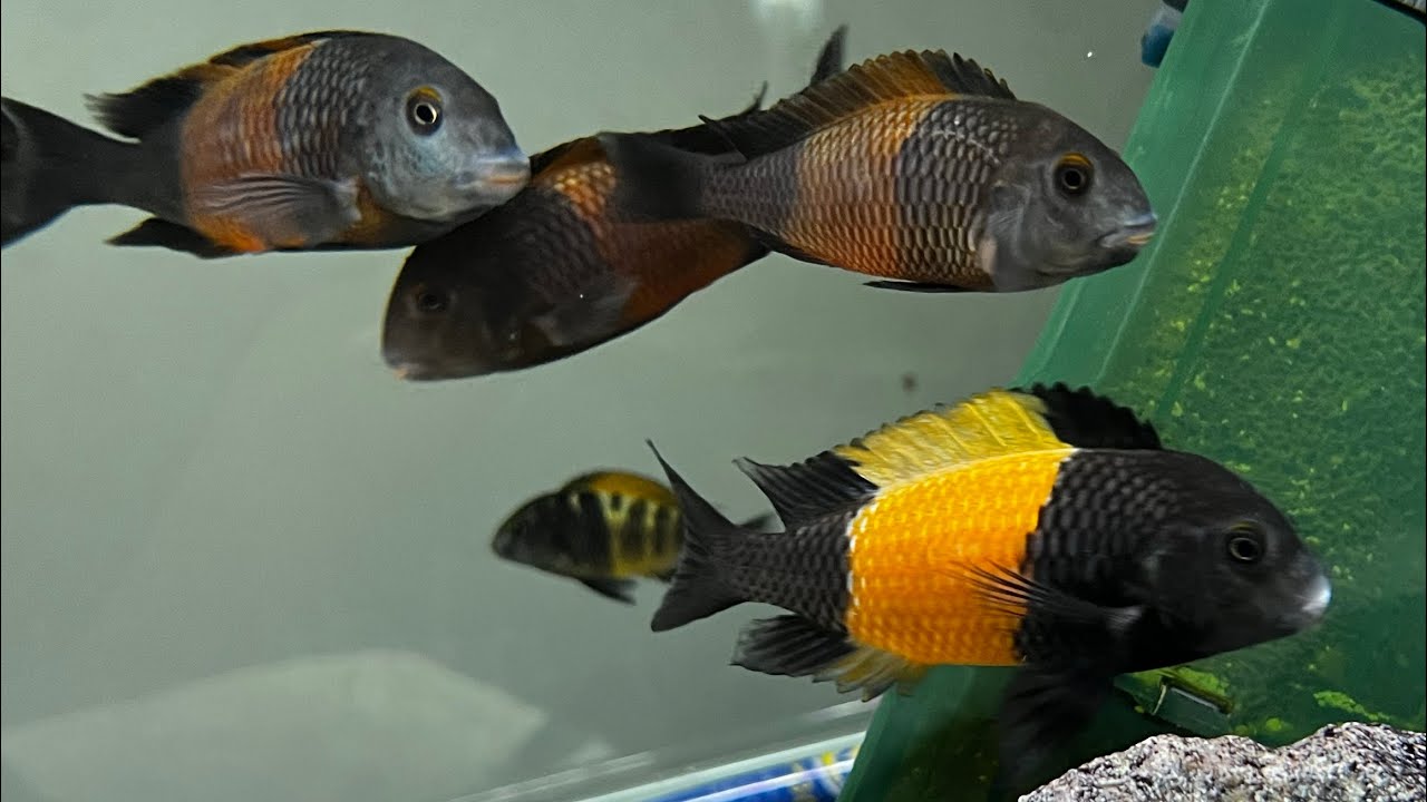 Close up video of my very curious tropheus. Tropheus ‘black’ orange ...