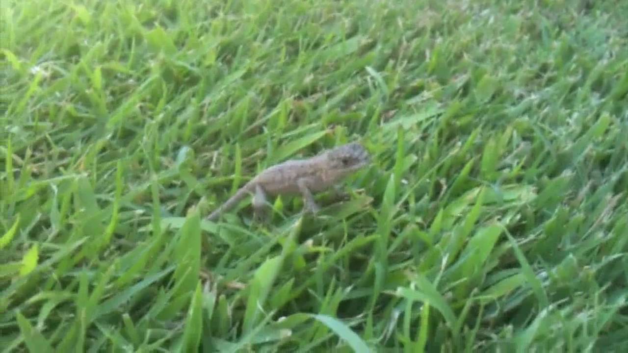 Baby lizard in the house! - YouTube