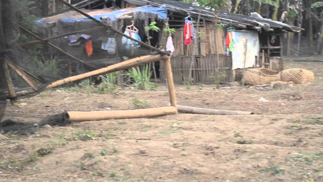 Free range Holo/Joloano Chicken - YouTube