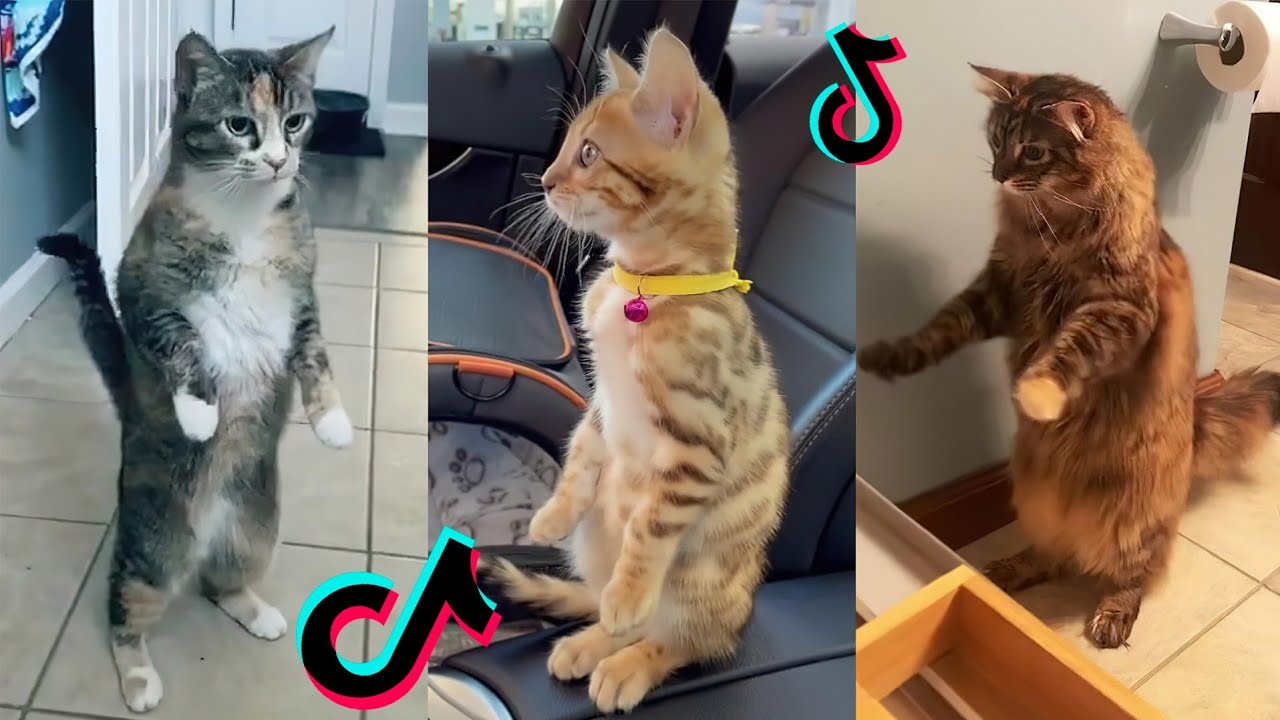 oh my god what is that cardi b tiktok cat compilation - YouTube
