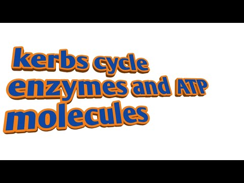 kerbs cycle/kerbs cycle enzymes/citric acid cycle/tca cycle - YouTube