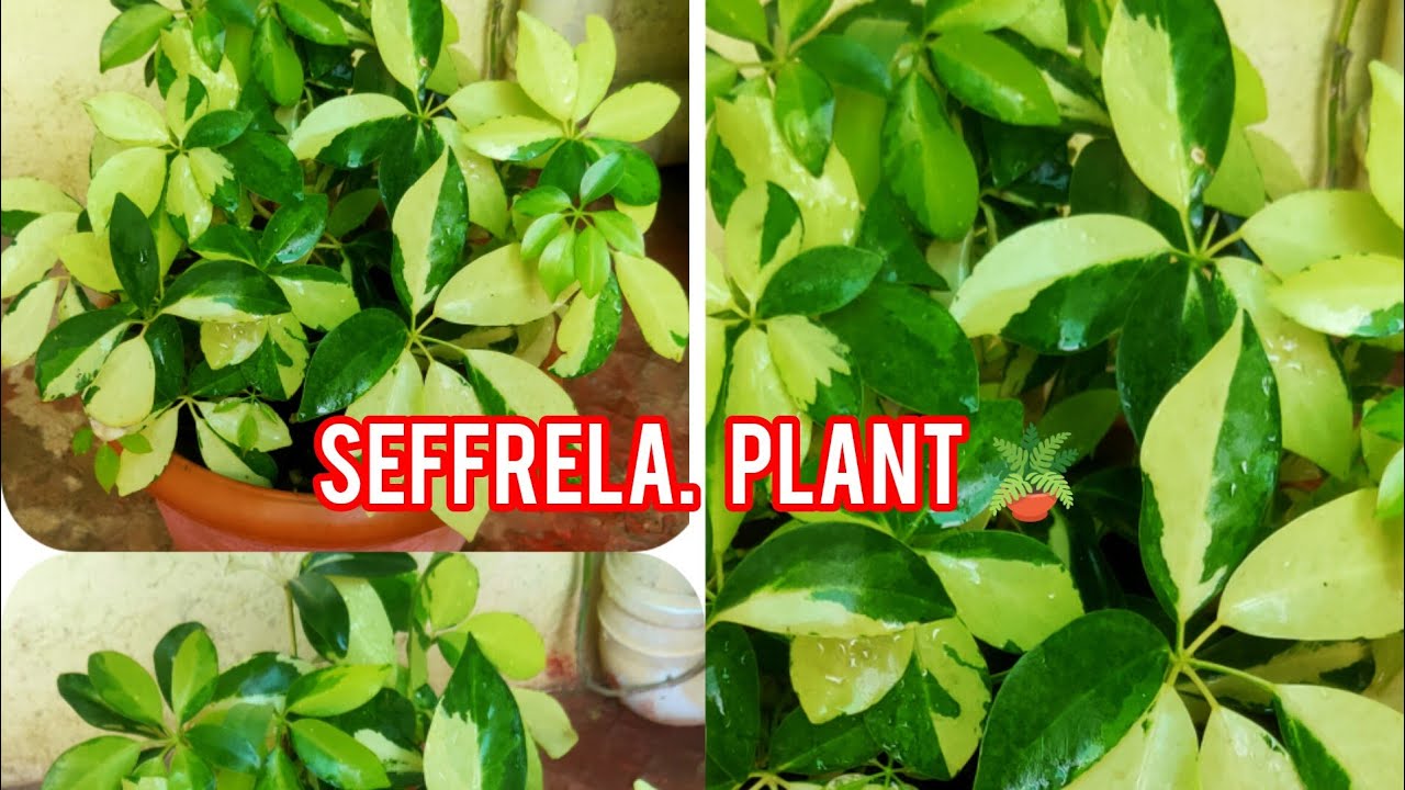 seffrela plant /chhatri vala plant - YouTube