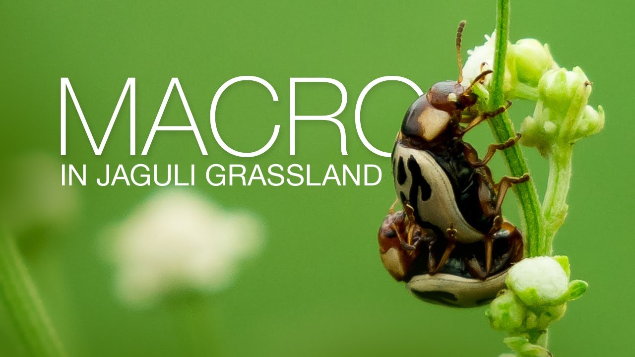 Macro Photography | Macro | Macro Lens | Jaguli Grassland - YouTube