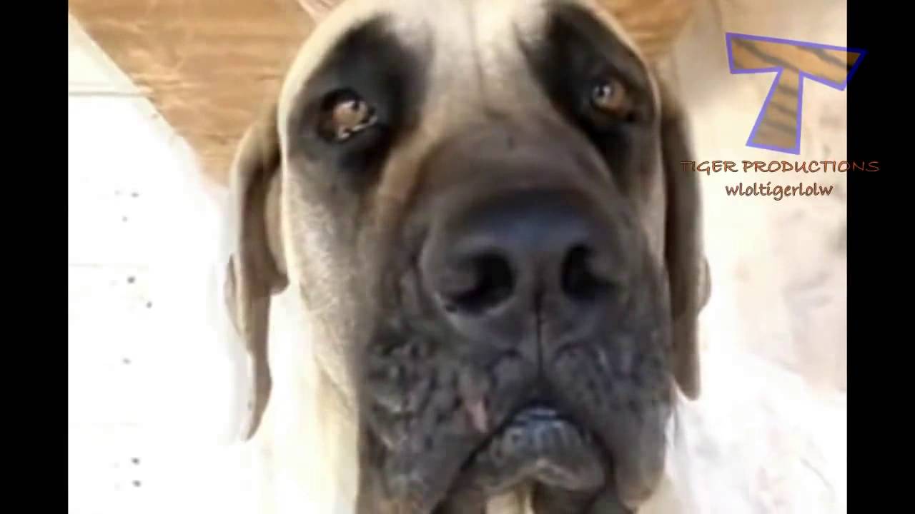 Amazing dog tricks Funny and awesome dog compilation YouTube - YouTube