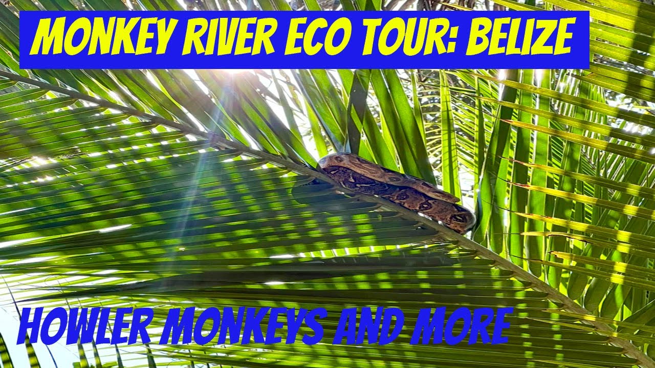 Monkey River Eco Tour Belize - YouTube