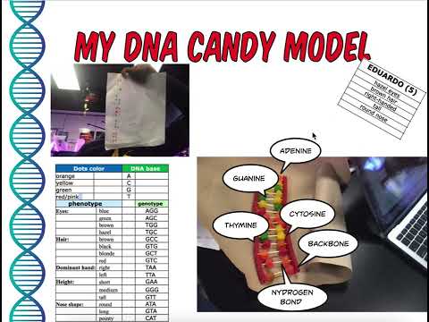 science candy model