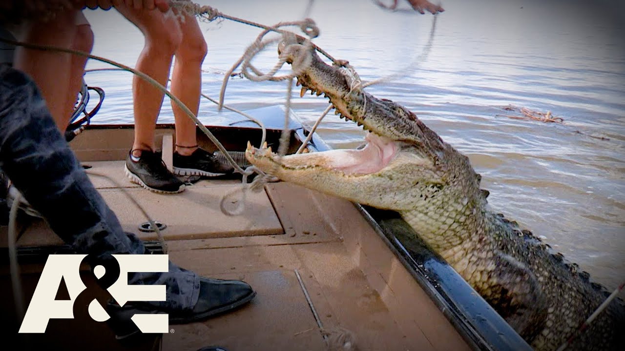 Top 3 MASSIVE Gators (Part 2) | Billy the Exterminator | A&E - YouTube