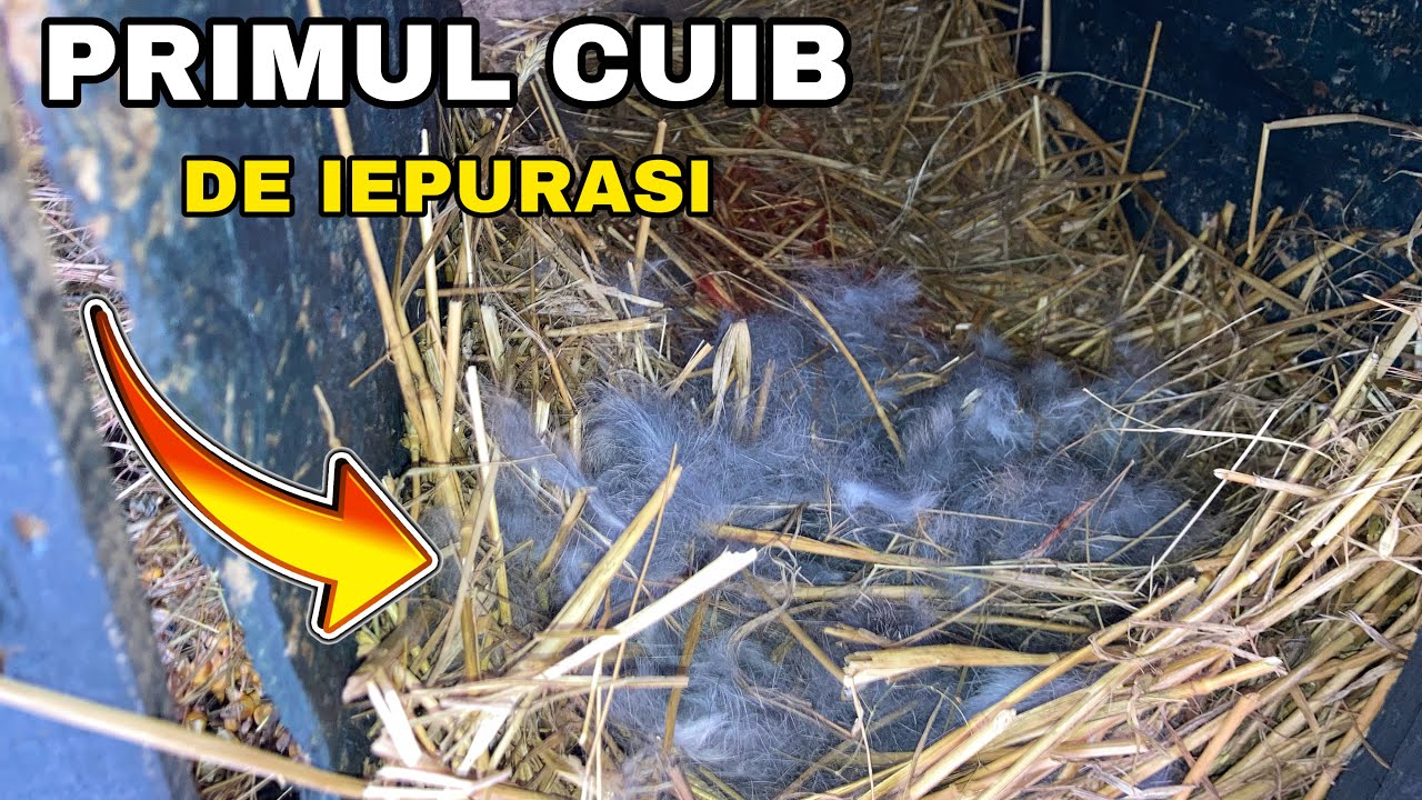 a FĂTAT !🥳 |Primul CUIB de IEPURAȘI Uriaș German🤩🐇 - YouTube
