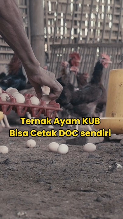 Usaha Ternak Ayam KUB #ternak #ayam #ayamkub #ayamkampung - YouTube