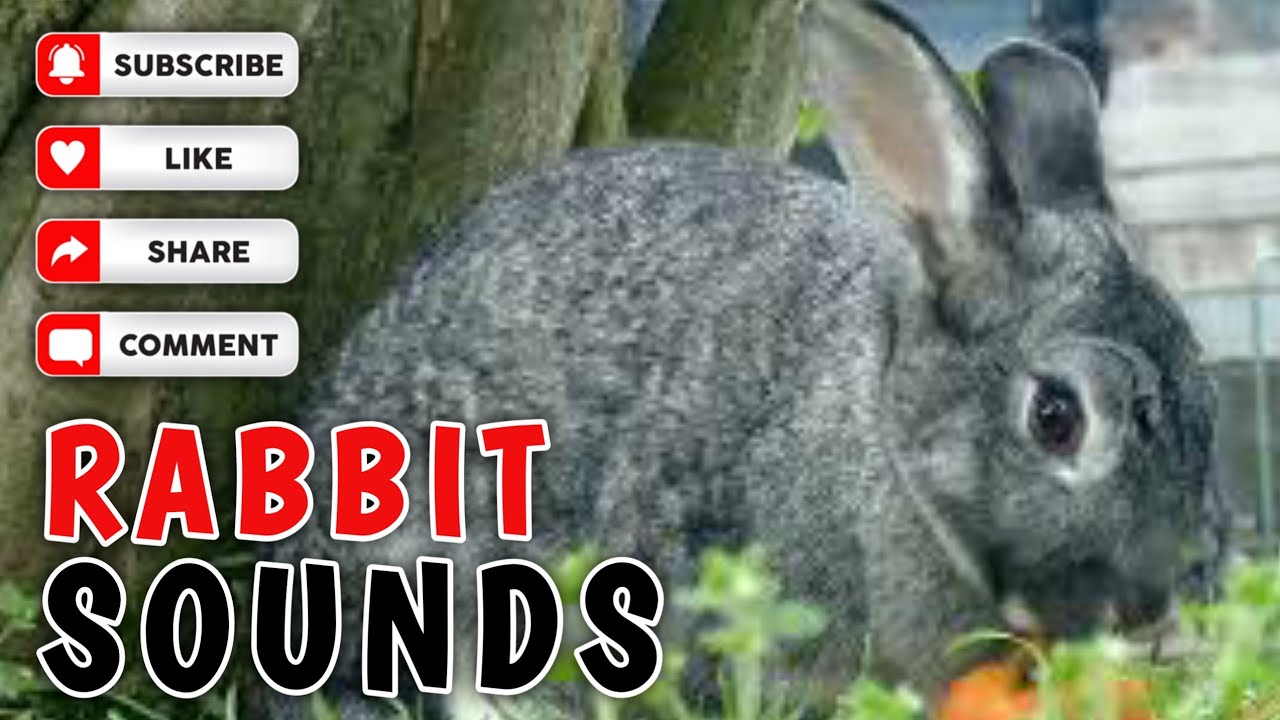 TUNOG NG KUNEHO | RABBIT SOUNDS - YouTube