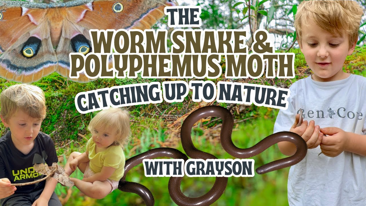 Worm Snake and Polyphemus Moth - YouTube