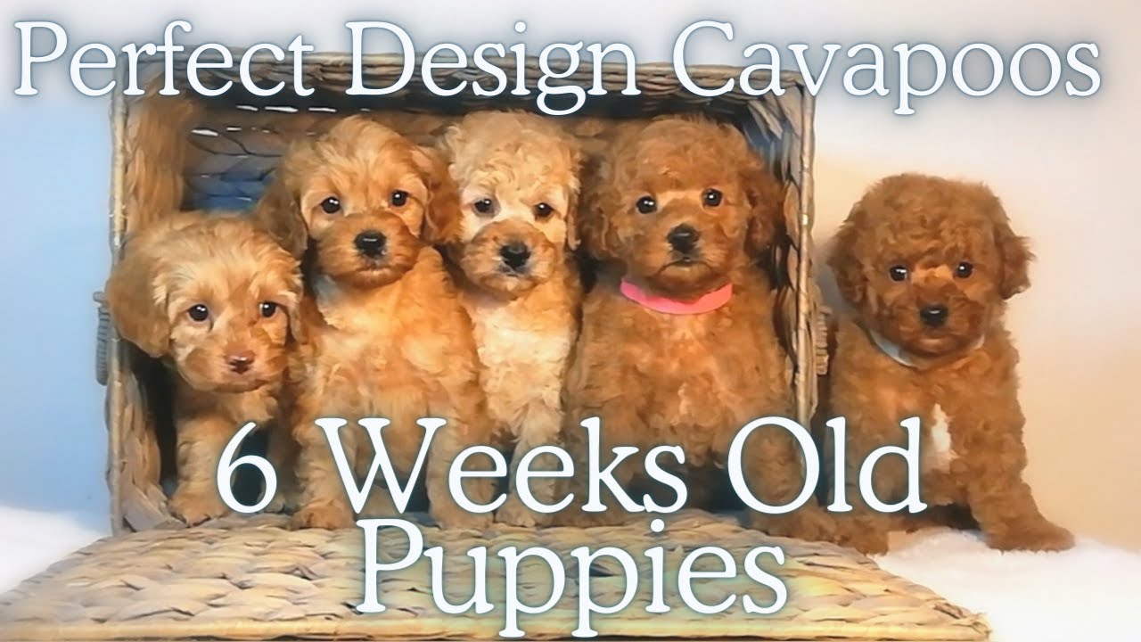 6 Weeks Old Cute Cavapoo Baby Dogs - YouTube