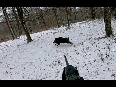 Driven hunt in Belgium/ Drijfjacht in België/ Chasse battue en Belgique ...