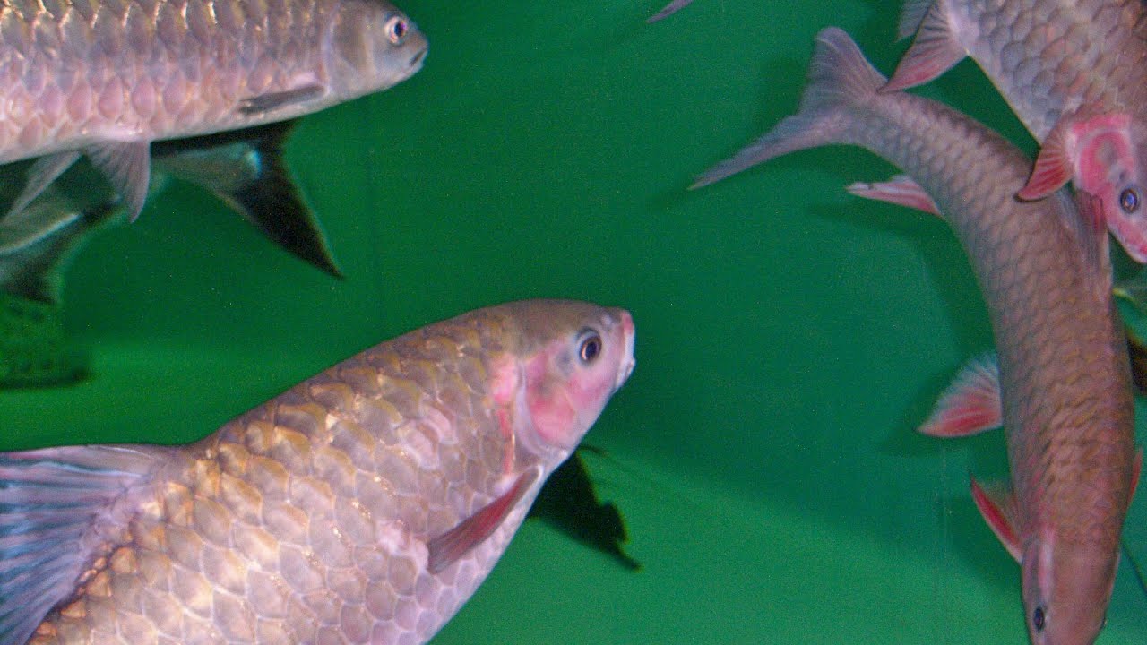 Spectacular! Male (pointy anal) female (round) phoenix barb Spinibarbus ...