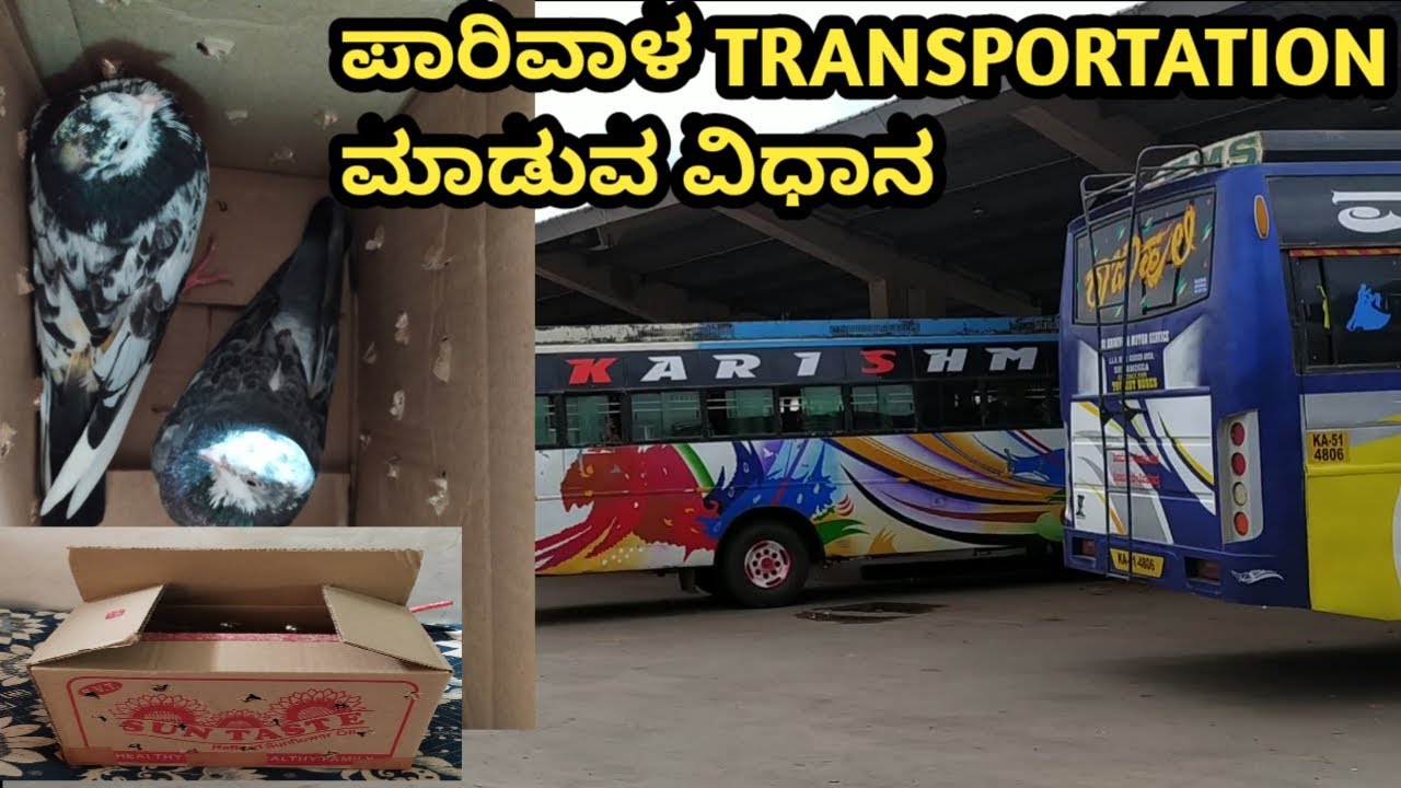 How I Transport My Pigeon To My Customer | Pigeon Transportation ...