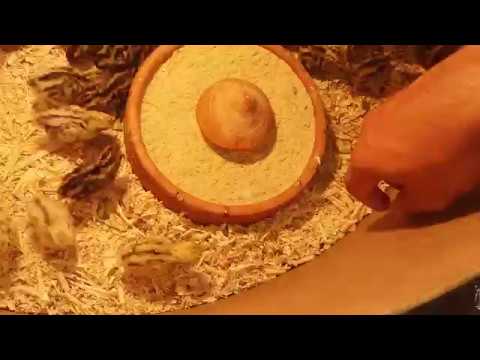 Batair Farming / Quail Farming In Urdu/Hindi Episode 03 - YouTube