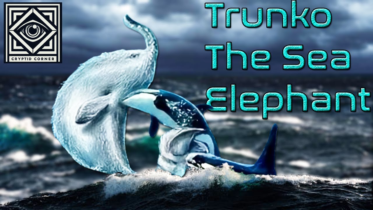 Trunko | The South African Sea Elephant - YouTube