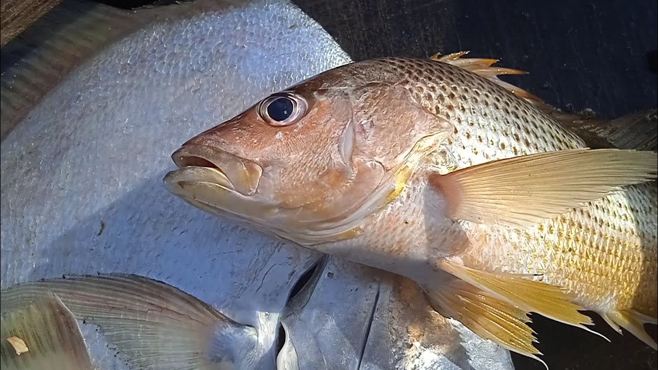 |fish video|fish rates|kaka village tender how to purchase fresh fish ...