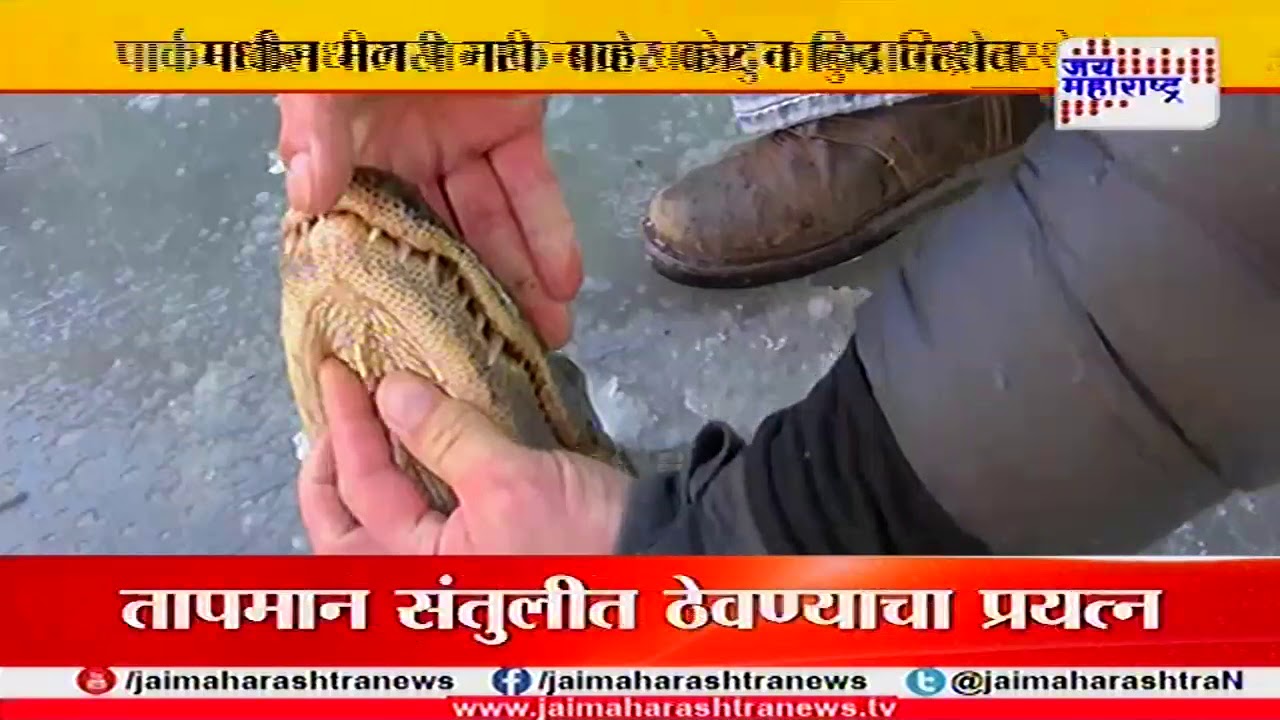 Crocodile freeze in america - YouTube