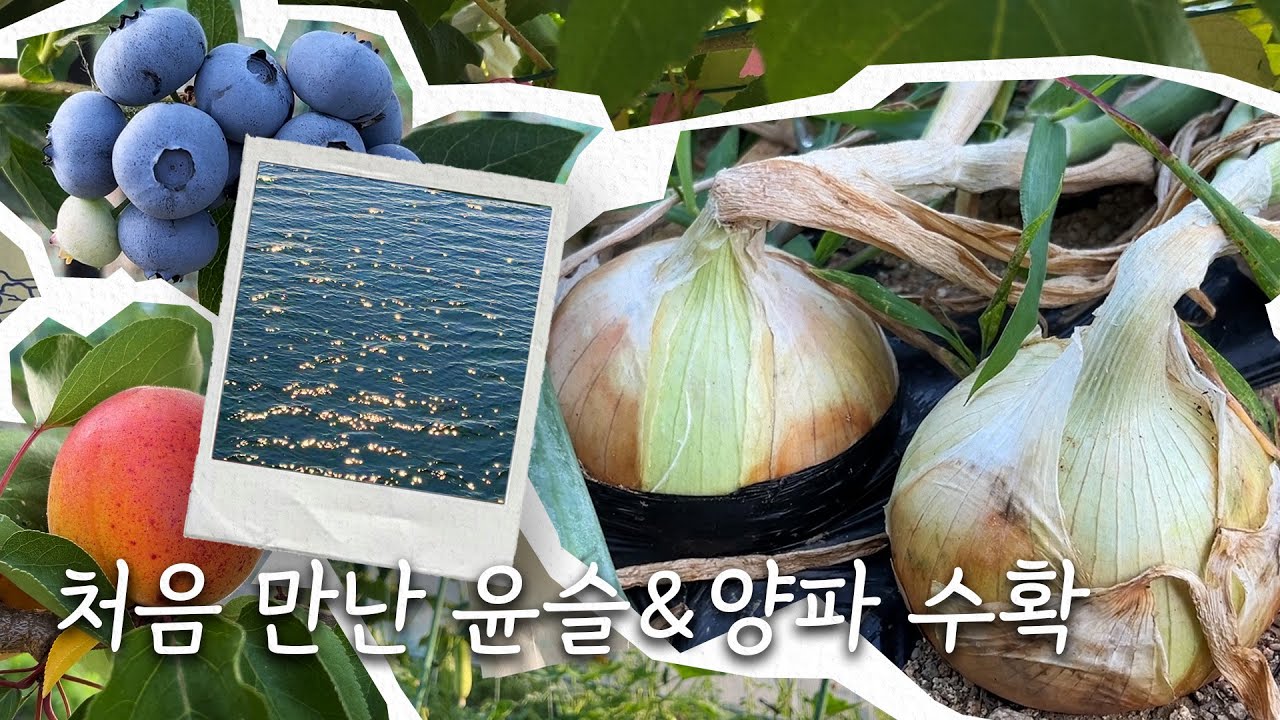 처음 만난 윤슬~🌊 I 무편집 양파 수확 I 양배추 뿌리까지 I 블루베리 수확 I 왕 살구 I 포도 알 솎기 I 포도 봉지