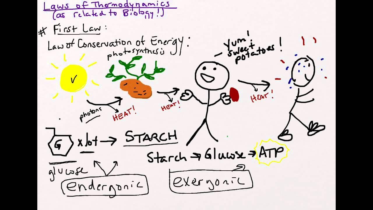 Laws of Thermodynamics (biology) - YouTube