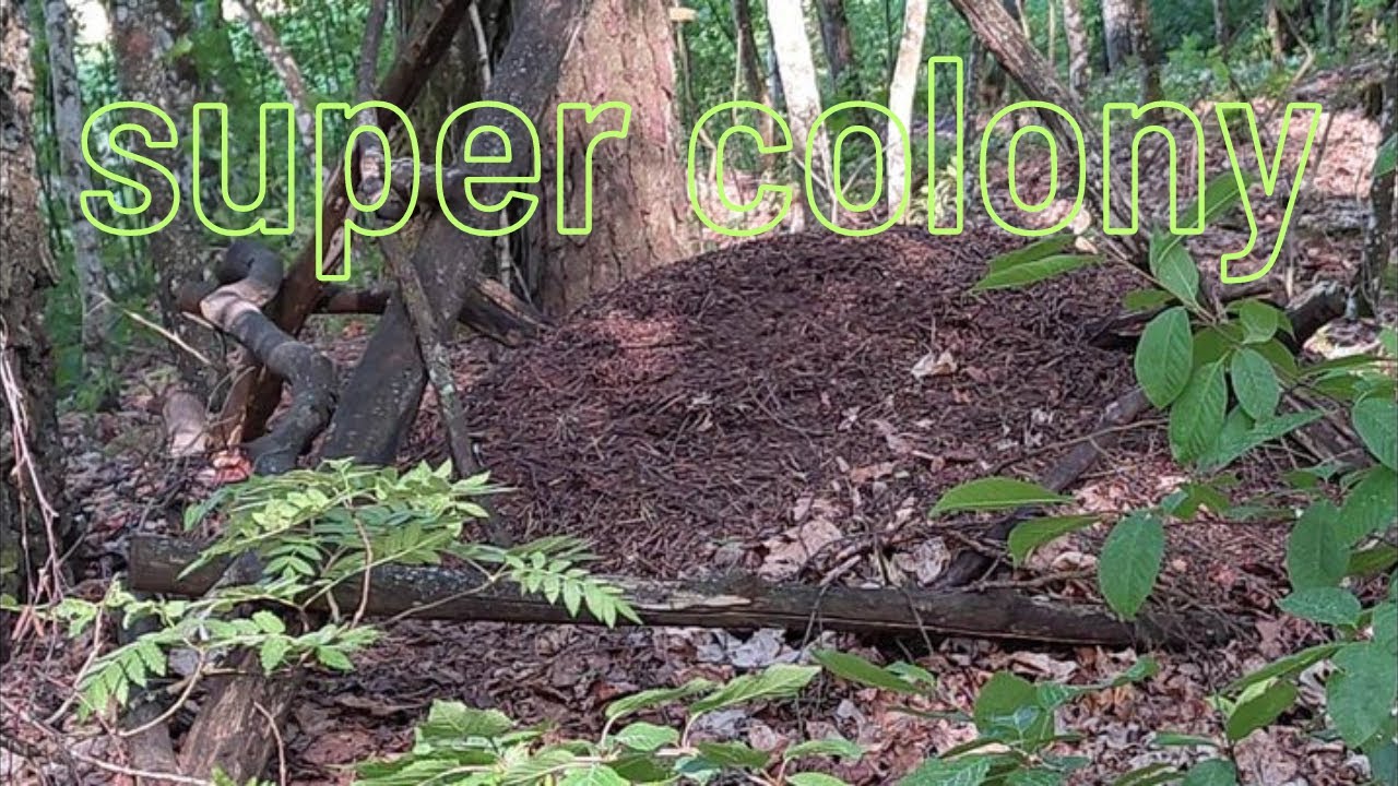 ant super colony in the forest - YouTube