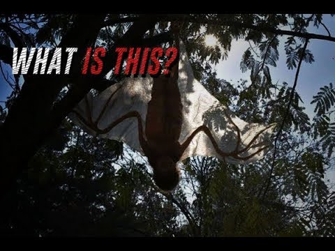 LOOK WHAT'S HANGING FROM THIS TREE INDIA - YouTube