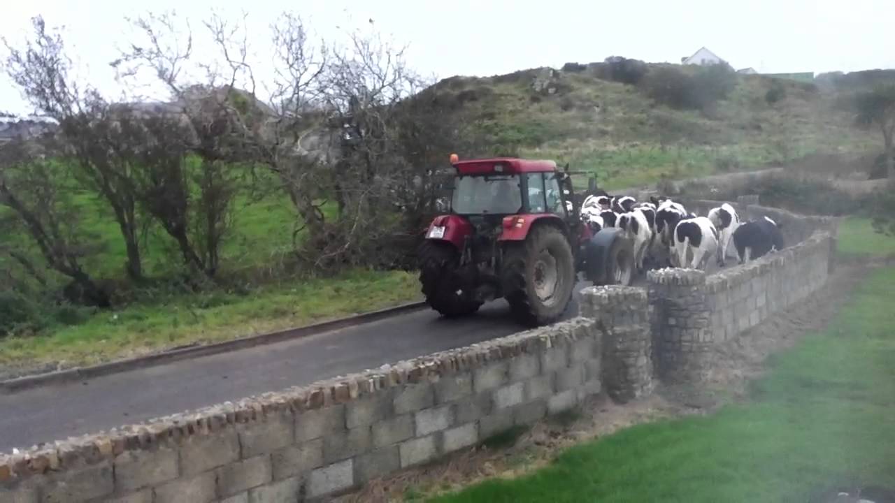 Cows and Tractor - YouTube