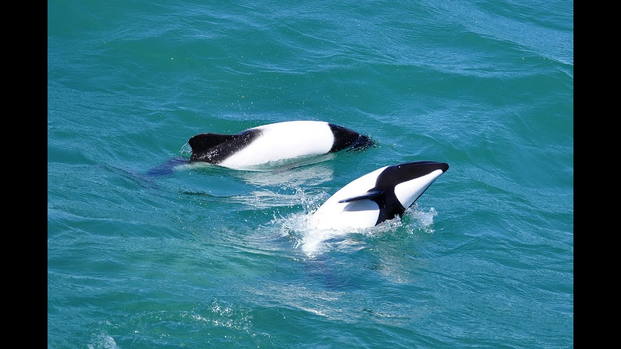 Ciencia Animal: Tonina Overa - YouTube