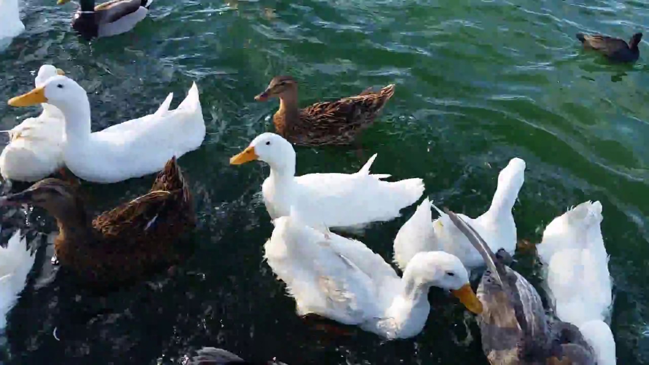 Lago de los patos - YouTube