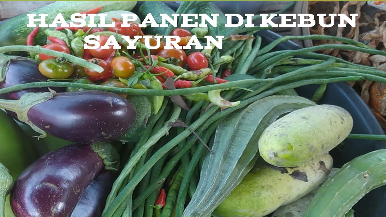 Panen terong ungu, hijau, cabai,Ranti, timun, sawi dn kacang panjang ...