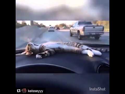 funny cat in car 2016 - YouTube