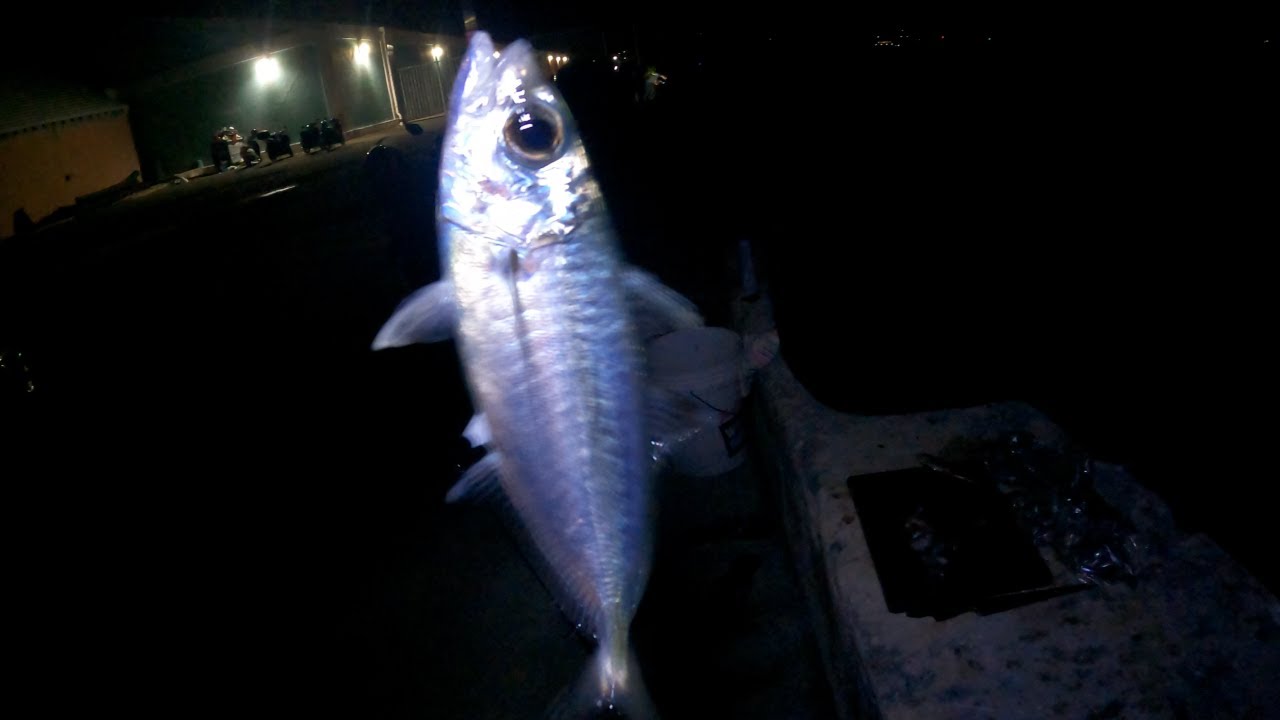 Quick Night Fishing Session! - YouTube