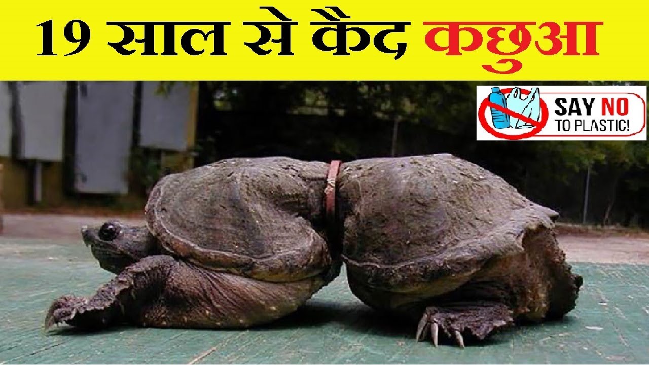 19 साल तक कैद रहा कछुआ | जानकर हैरान हो जाएंगे आप | AMAZING and ...