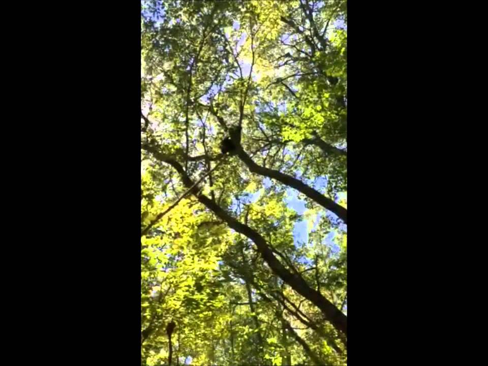Dreaming Badger Video - YouTube
