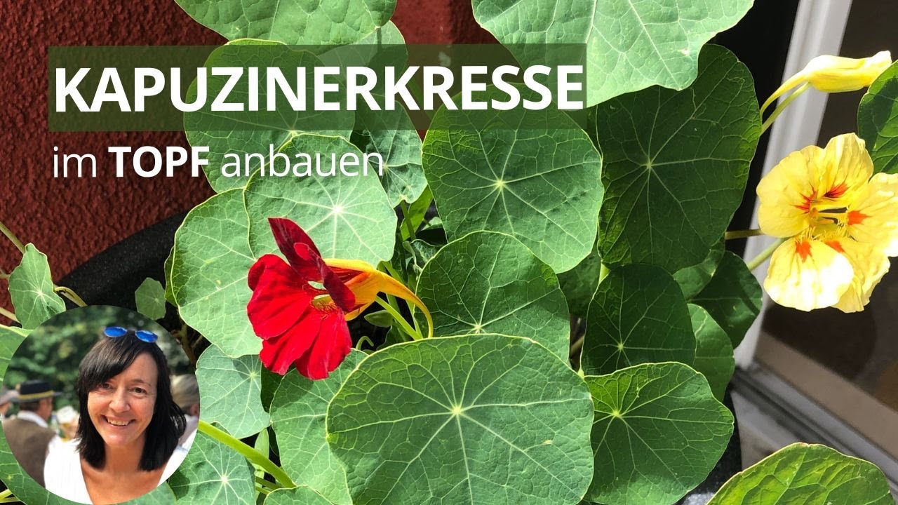 Kapuzinerkresse Kaufen Im Topf