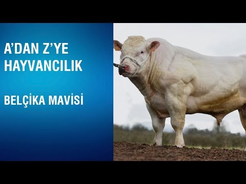 A'dan Z'ye Hayvancılık - Belçika Mavisi