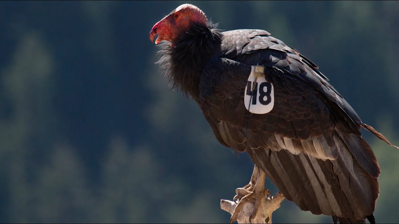Science Today: Condor Comeback | California Academy of Sciences - YouTube