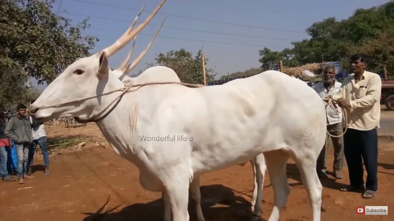 Amazing hallikar oxen of BM Muniyappa at sappalamma cattle fair - YouTube