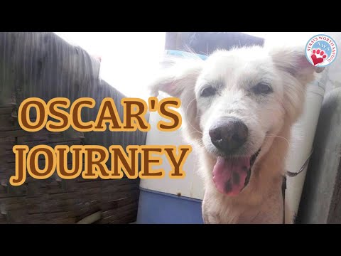 MEET OSCAR - YouTube