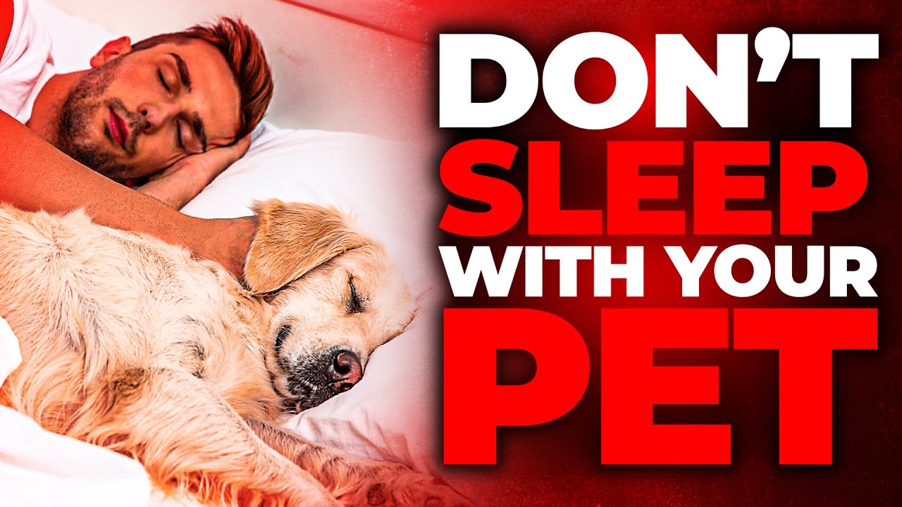 It’s Dangerous To Sleep With Pets, Here Is Why - YouTube