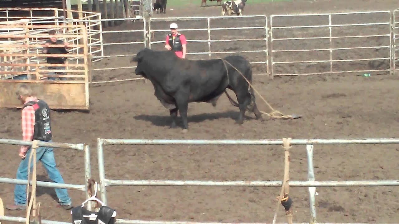 Bull riding practice pen at muxlows 4-3-15 - YouTube