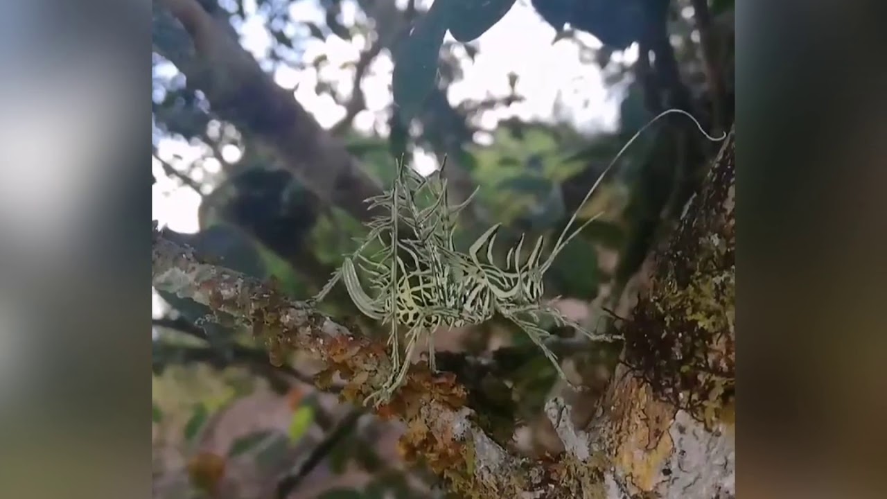 Lichen Katydid | Markia Hystrix | Aisa aapne nahi dekha hoga - YouTube