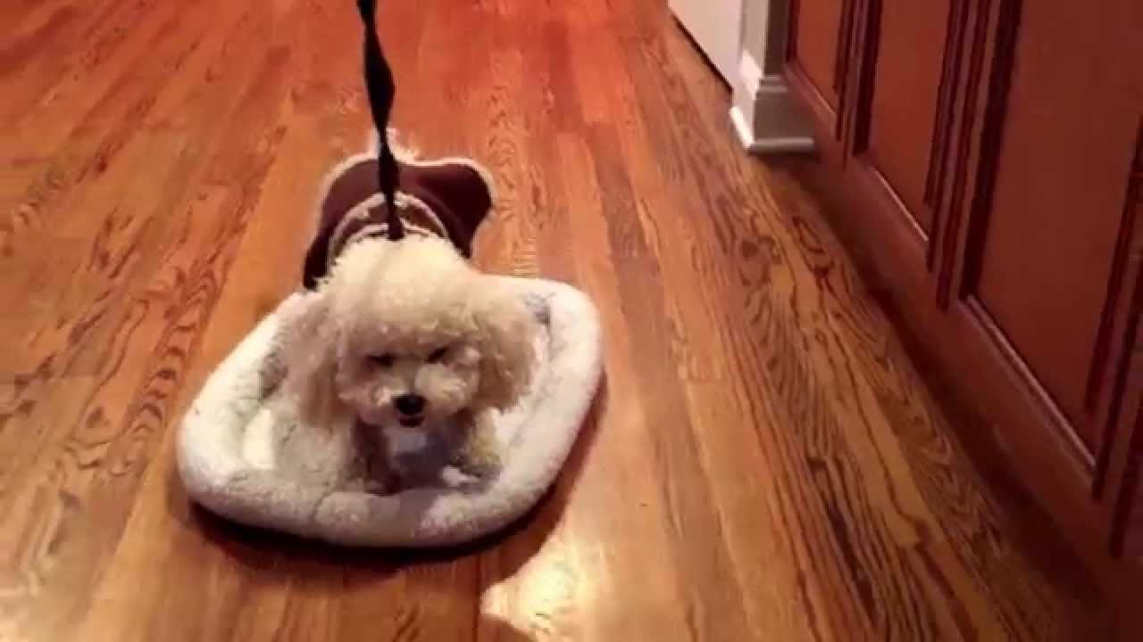 This is how Max rolls - YouTube