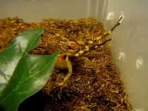 Phoneutria keyserlingi - YouTube
