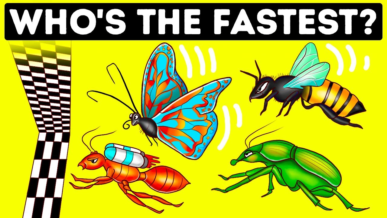 You Won’t Believe Who's The Fastest Bugs | Weird Animal Facts! - YouTube