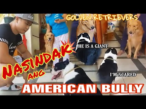SMARTEST DOG GOLDEN RETRIEVER MEETS AMERICAN BULLY | SAM WALASTIK - YouTube