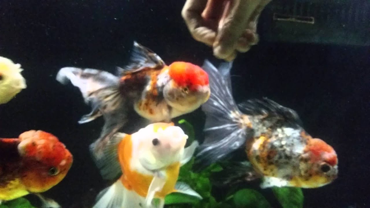 Hand Feeding Goldfish! - YouTube