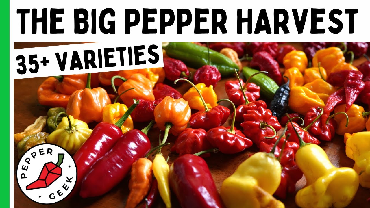 Incredible Pepper Harvest - Over 35 Different Varieties - Pepper Geek ...